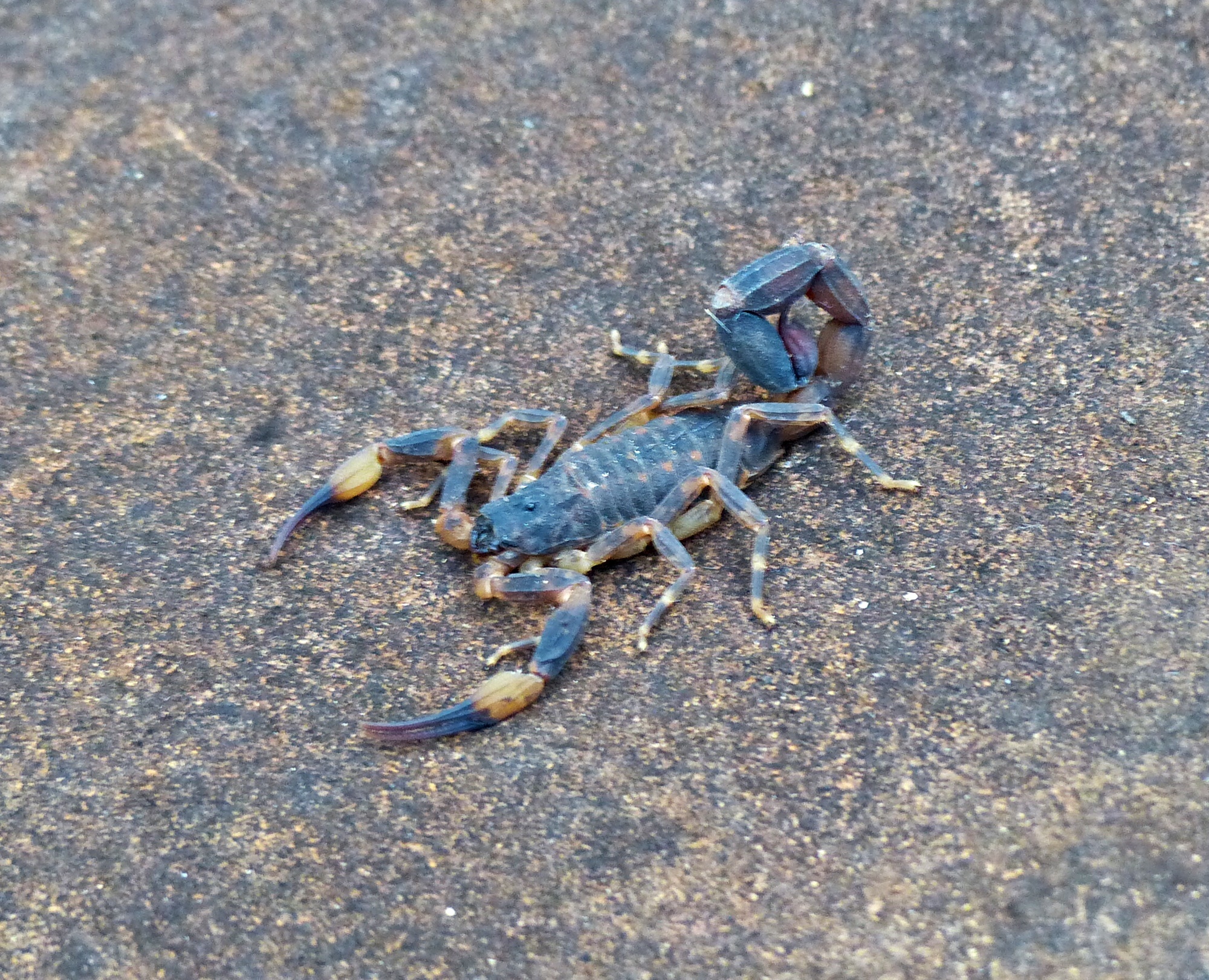 Tityus bahiensis (Perty, 1833)