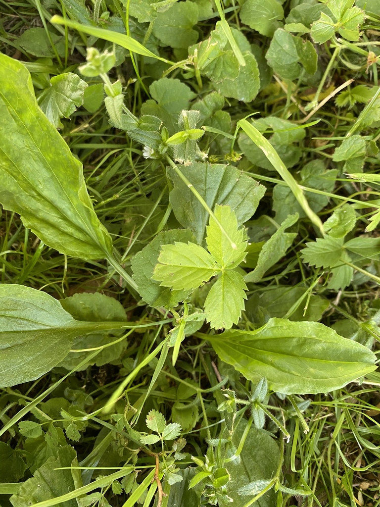 brambles, roses, strawberries, and allies from Lebanon Mountain Rd ...