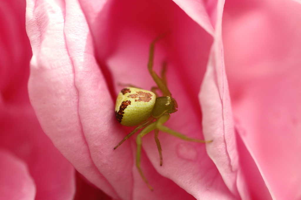 Triangle Crab Spider from Lindengasse, Lieboch, Steiermark, AT on May ...