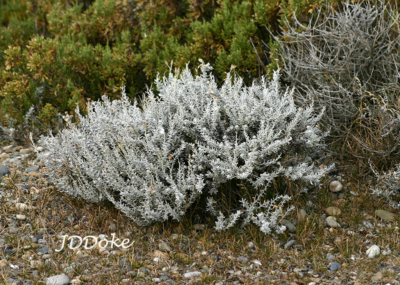 Senecio patagonicus (Parque Nacional Patagonia - sector Valle de ...
