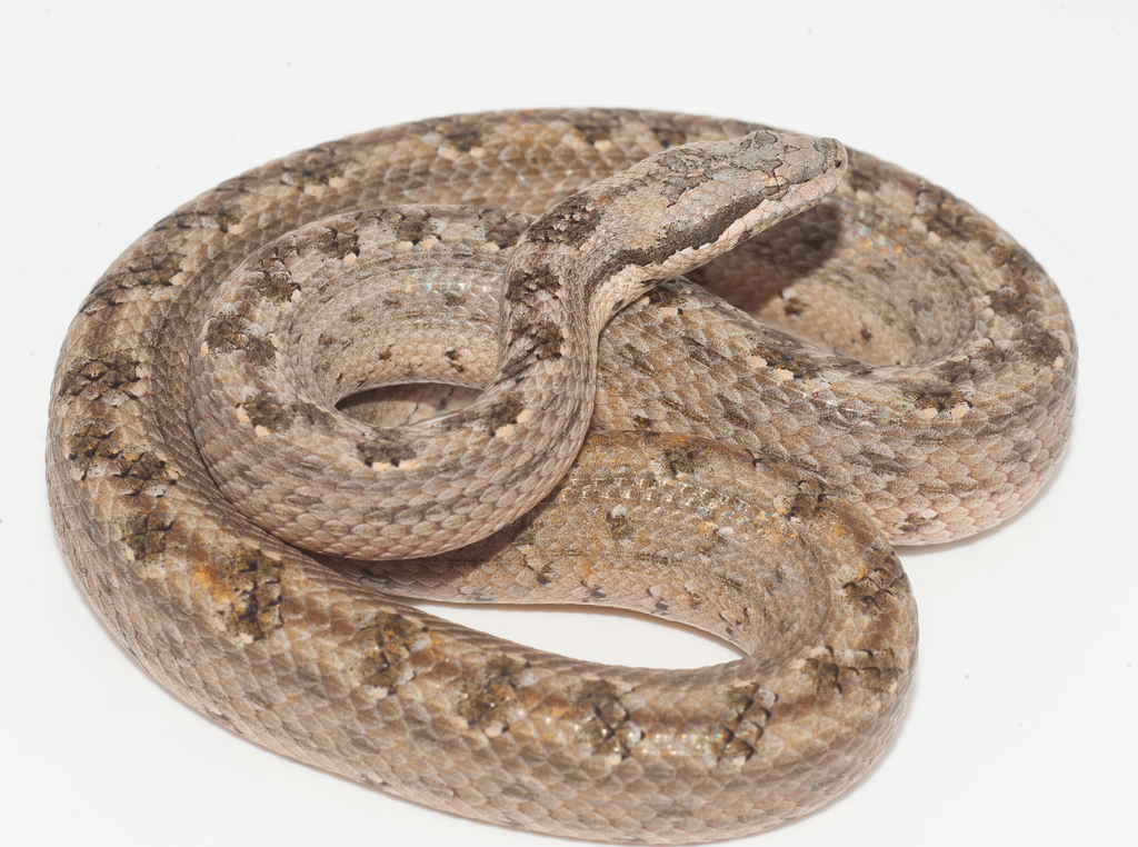 Cuban Dwarf Boa (Herps of Eastern Cuba) · iNaturalist