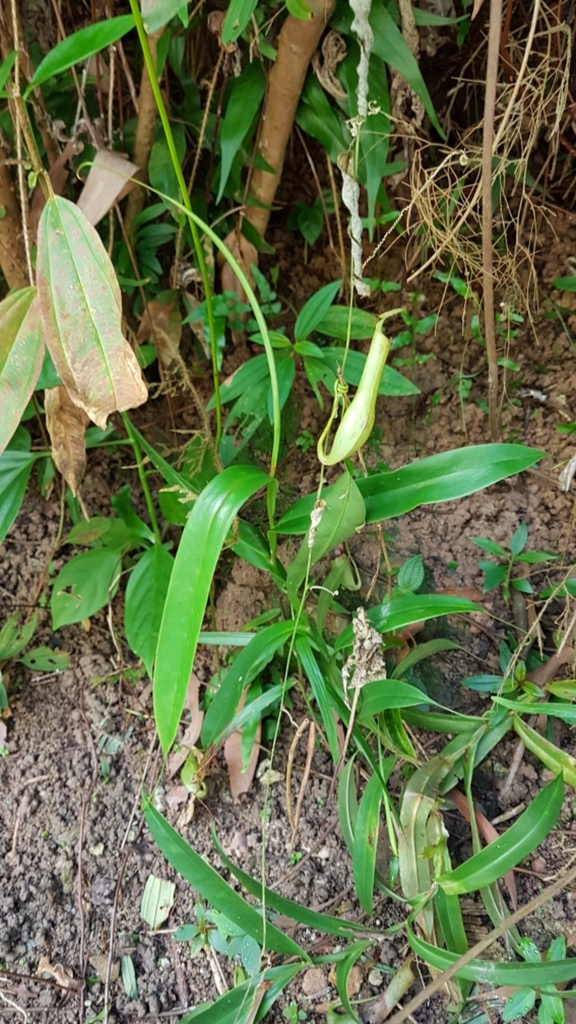 Slender Pitcher-Plant from 9 Kent Ridge Road on May 14, 2017 at 09:59 ...
