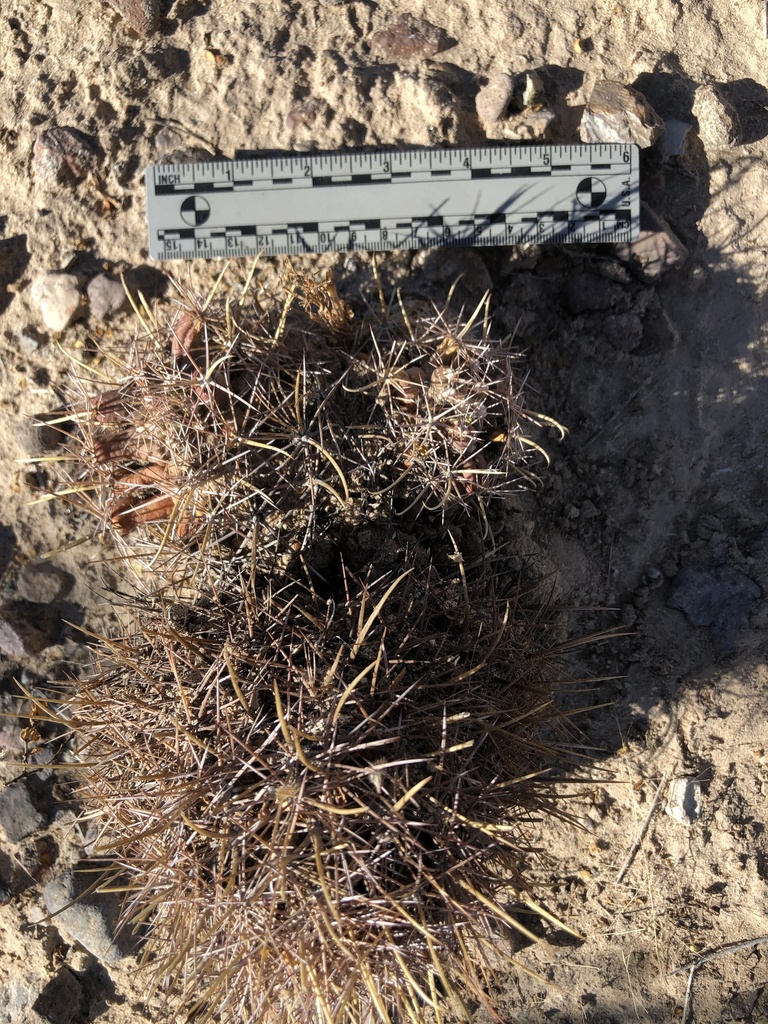 Stout Needle Mulee in June 2020 by jmarkporter · iNaturalist