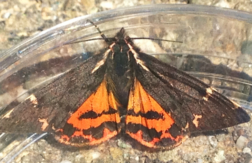California Tiger Moth (Bald Hill Open Space Preserve) · iNaturalist