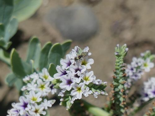 Heliotrope Fairy Bee (Perdita heliotropii)