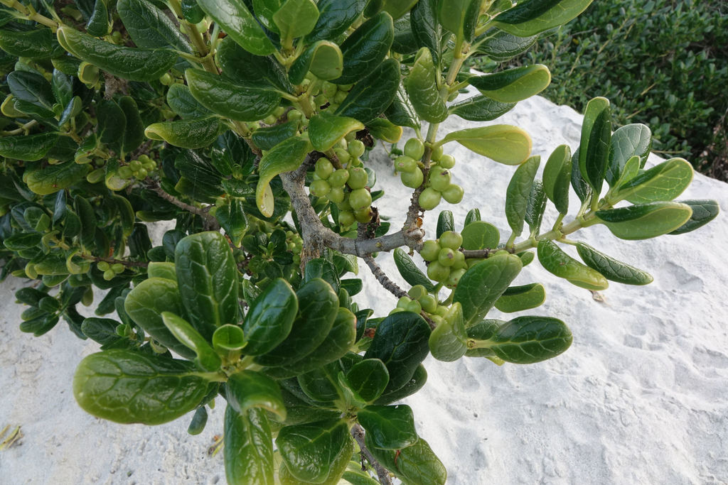 Taupata from Kuri Bush 9091, New Zealand on May 14, 2017 at 02:27 PM by ...