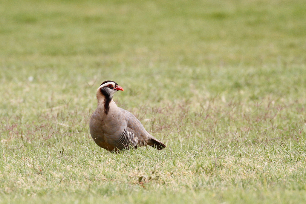 Arabian Partridge (Alectoris melanocephala) - Avian Discovery
