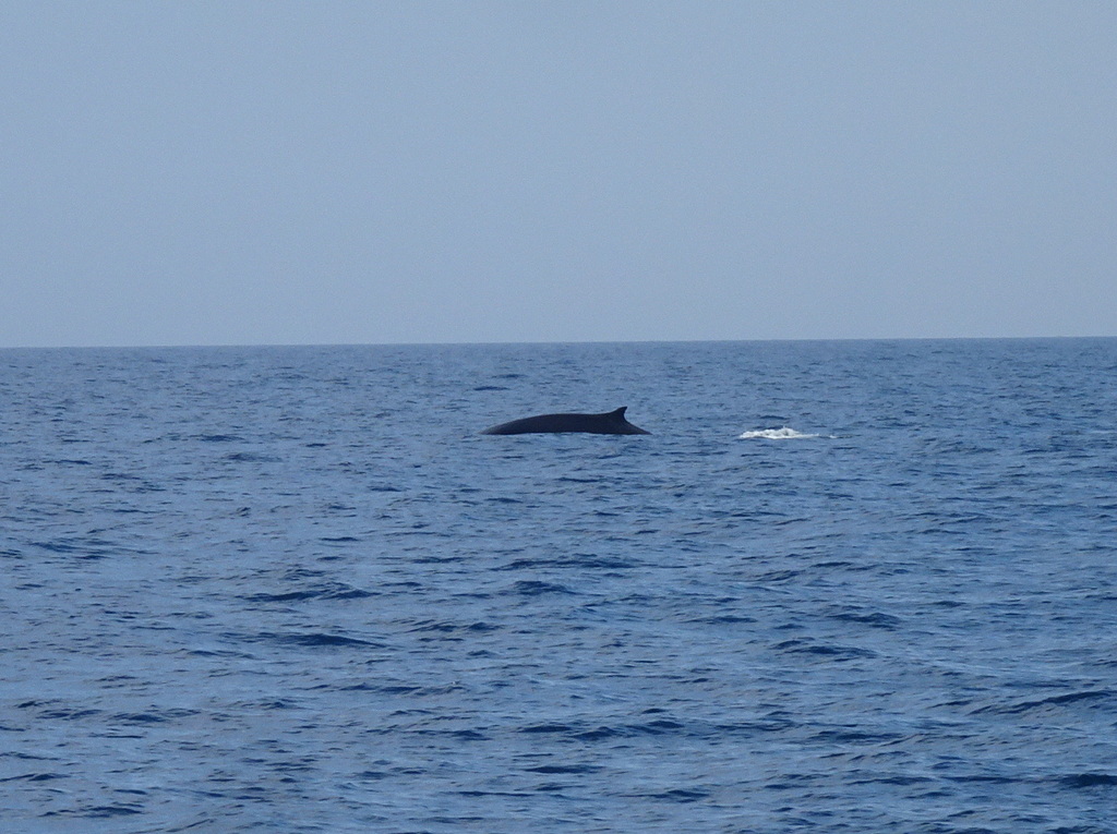 Fin Whale in May 2017 by Thomas Koffel · iNaturalist