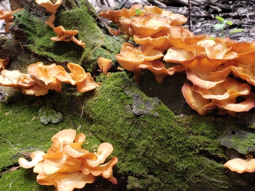 Observations by athorn · iNaturalist