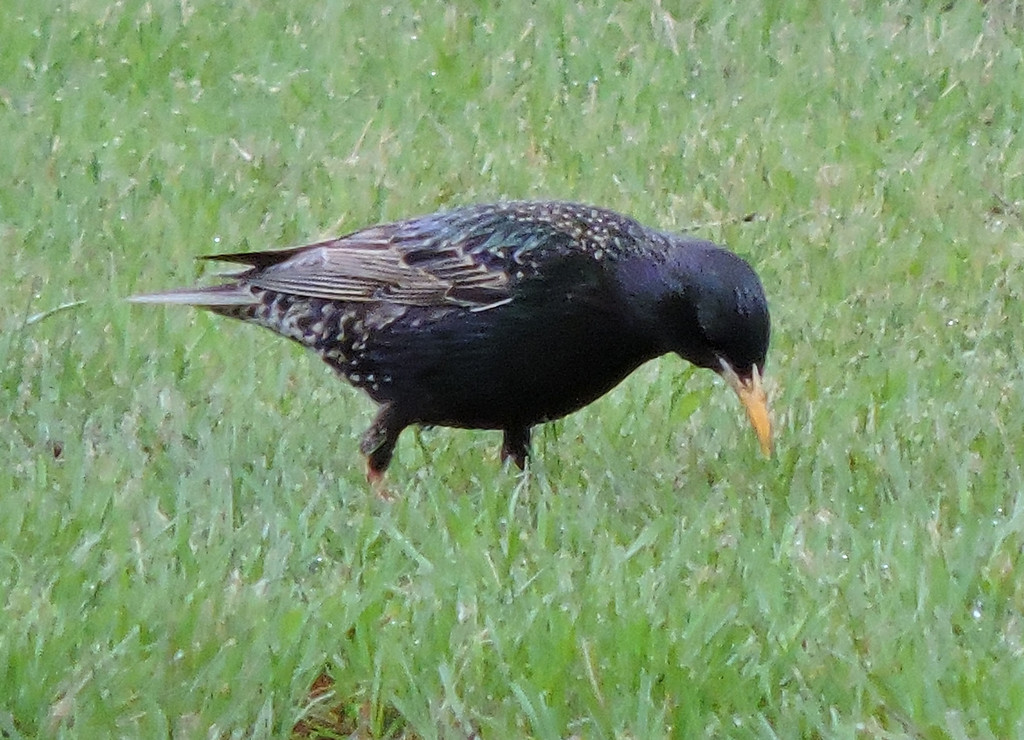European Starling from Armstrong County, PA, USA on April 25, 2017 at ...