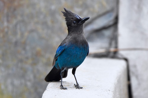 San Francisco Steller's Jay (Subspecies Cyanocitta stelleri carbonacea ...
