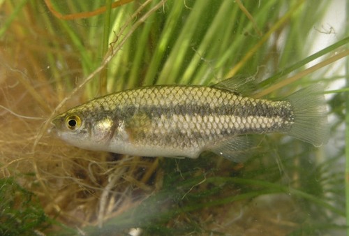 Subespecies Crenichthys baileyi moapae · iNaturalist Mexico