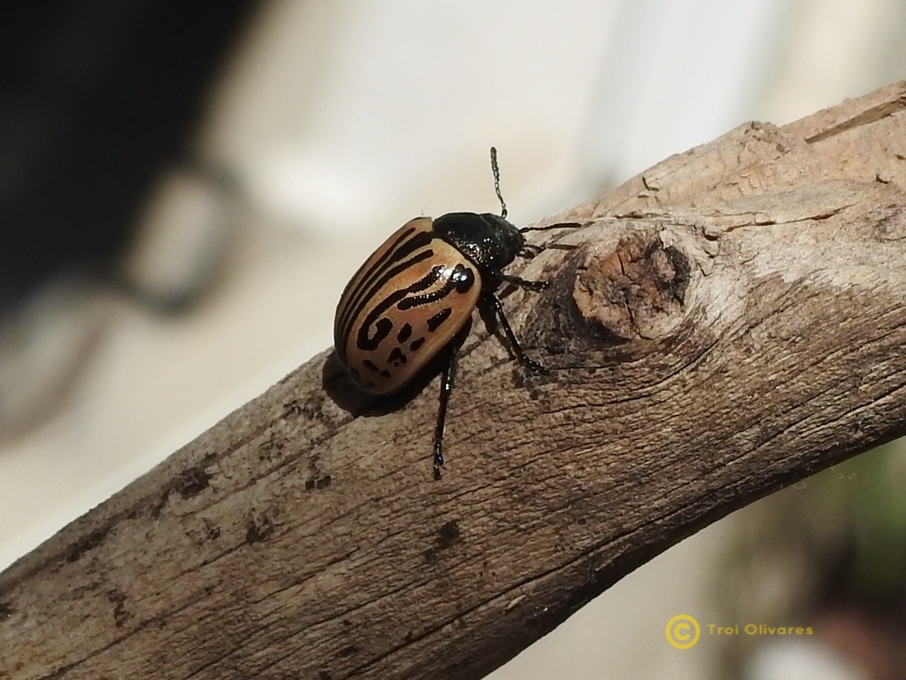 Calligrapha dislocata (Rogers, 1856)