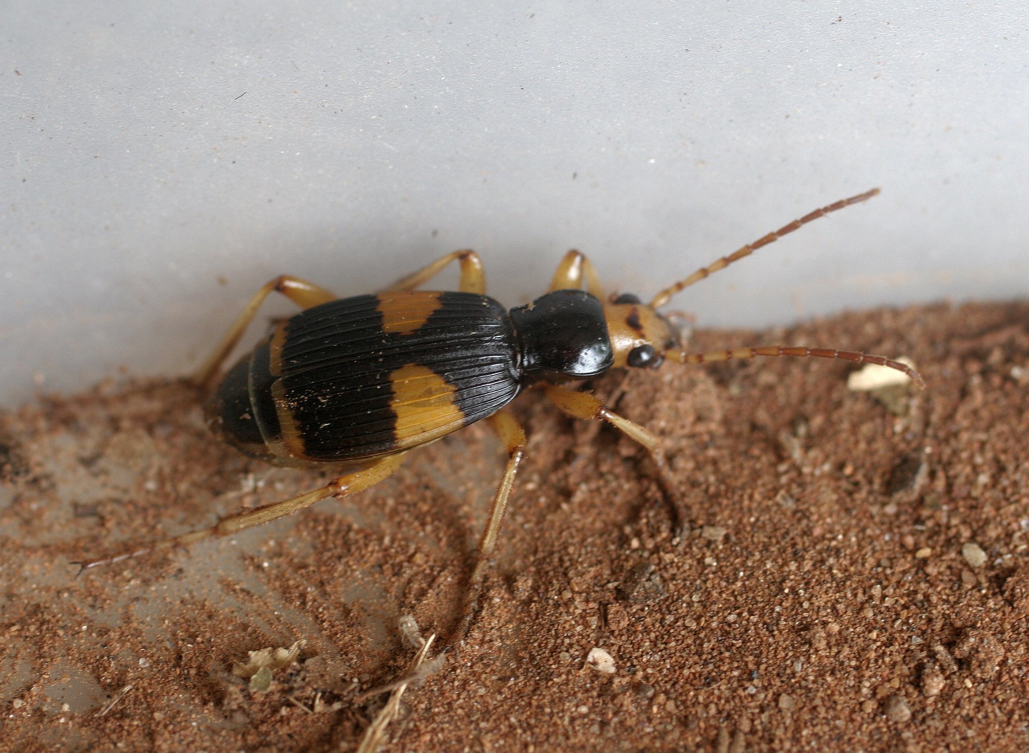 Pheropsophus verticalis (Dejean, 1825)