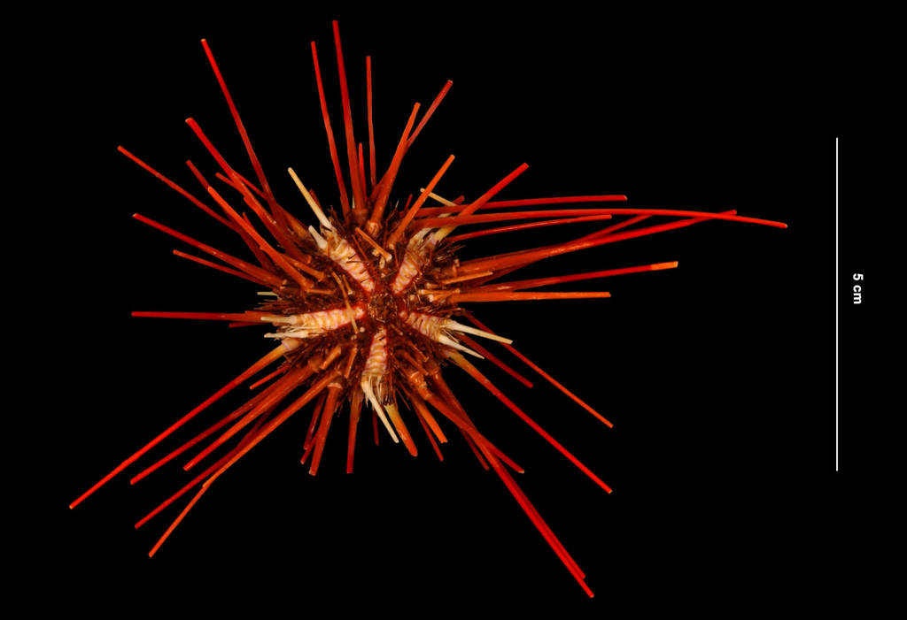 Coelopleurus floridanus (Caribbean Echinoderms) · iNaturalist