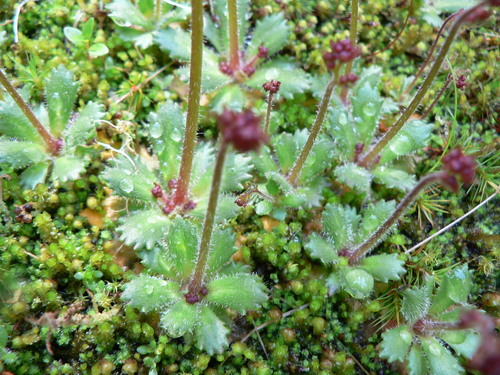 Rusty-hair Saxifrage (Variety Micranthes ferruginea vreelandii ...