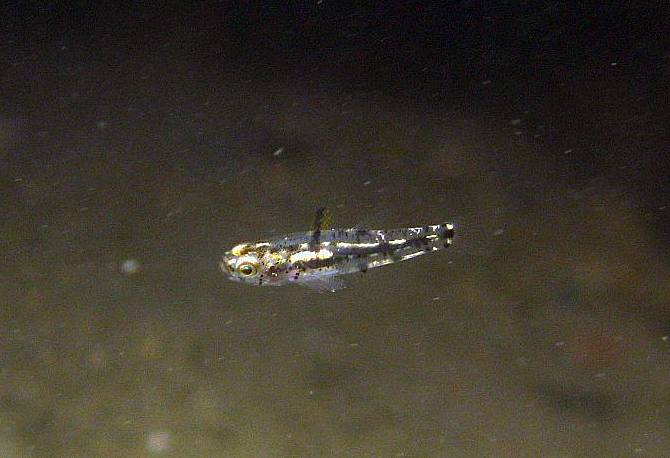 (Pandaka bipunctata) - Marine Life Identification