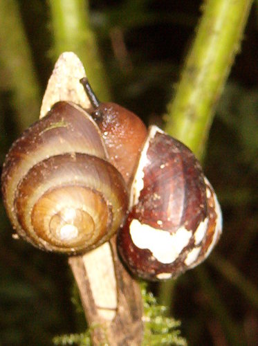 Polydontes luquillensis · iNaturalist Mexico