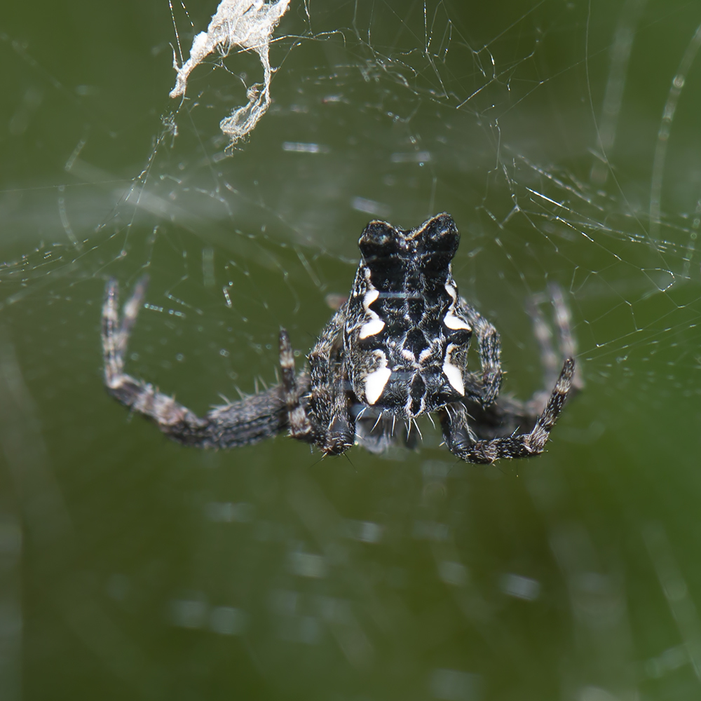 Tropical Tent-web Spider from Finikas 190 04, Greece on June 07, 2020 ...
