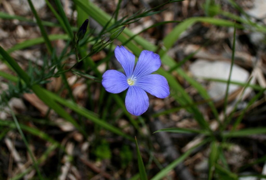 Beautiful Flax from Lapanouse, 12150 Sévérac-d'Aveyron, France on June ...