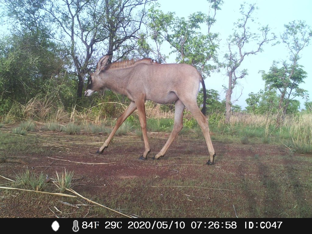 Western Roan Antelope (Hippotragus equinus koba) - Know Your Mammals