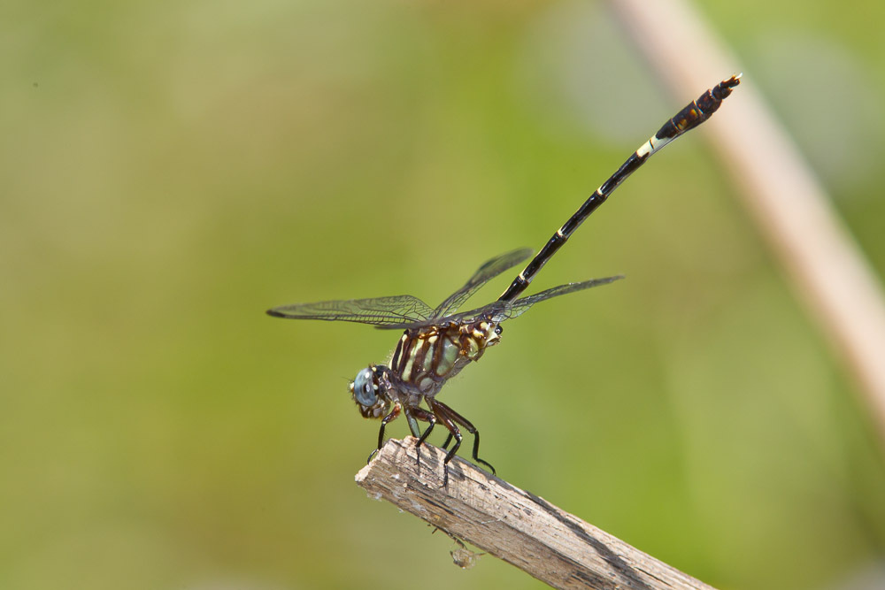 Progomphus clendoni (Odonatos de Guatemala) · iNaturalist