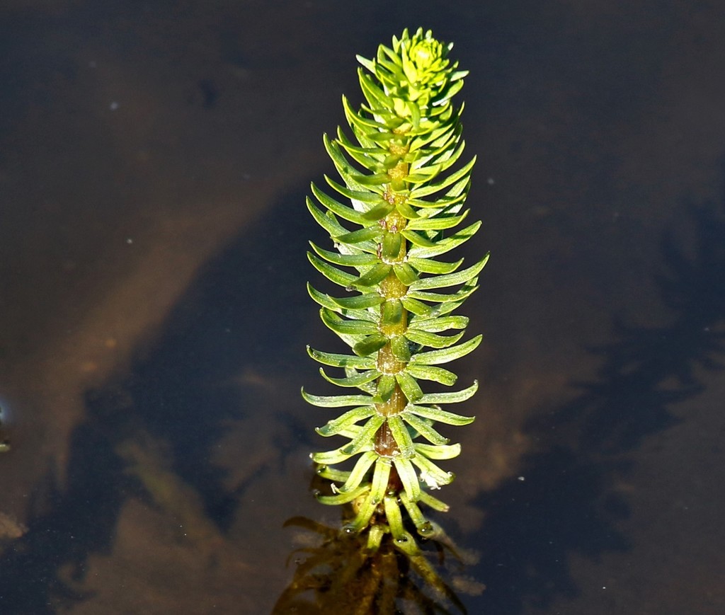 Pesse d'eau (Flore de Saint-Jacques-de-la-Landes à rechercher ...