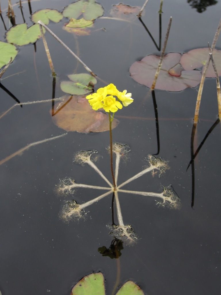 swollen bladderwort (ADIRONDACK RESEARCH GUIDEBOOK) · iNaturalist