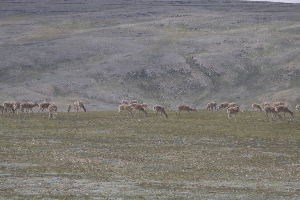 Chiru in August 2013 by karoconniff · iNaturalist