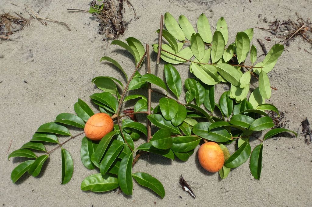 (Salacia senegalensis) - Botanical Realm