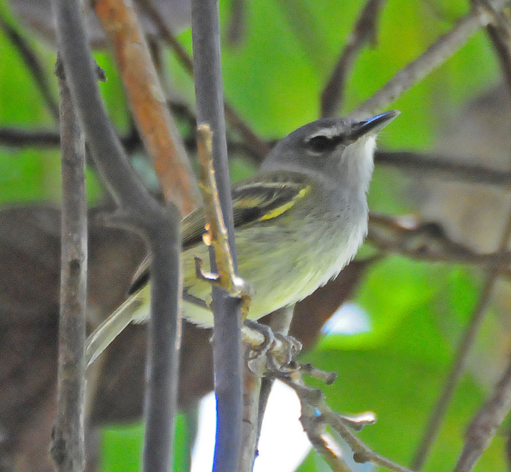 Poecilotriccus Tody-Flycatchers (Poecilotriccus) - Avian Discovery