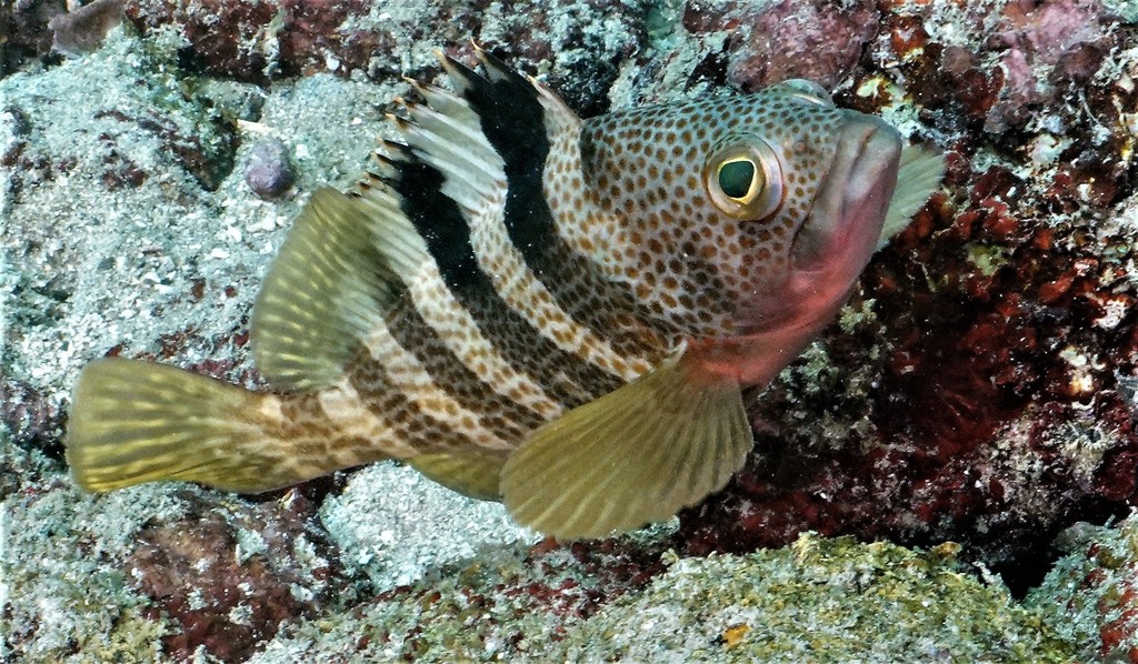 Rock Grouper (Epinephelus fasciatomaculosus) - Marine Life Identification