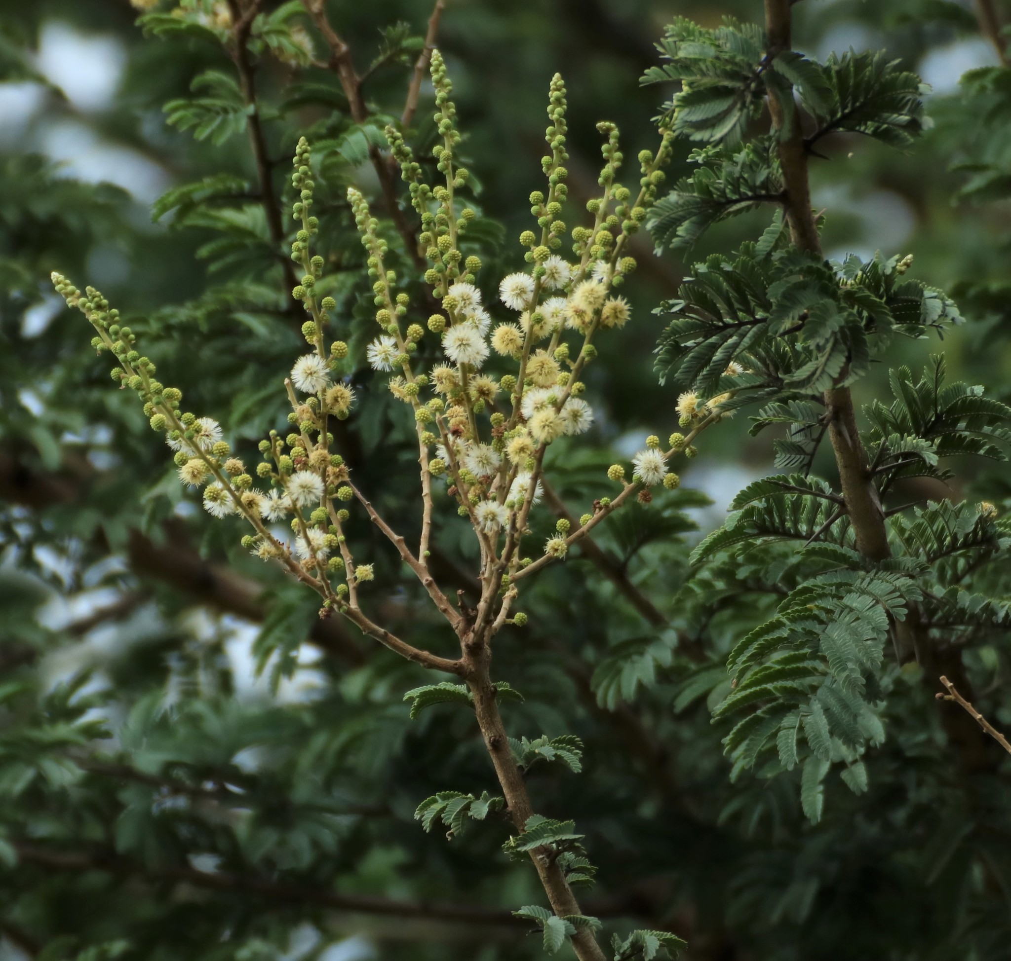 Vachellia leucophloea (Roxb.) Maslin, Seigler & Ebinger
