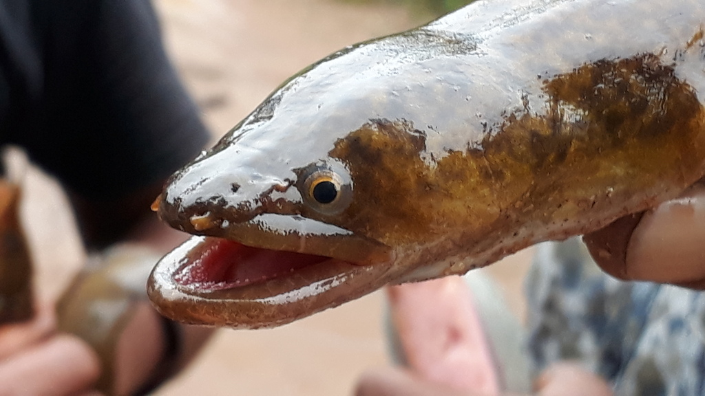 Indian Mottled Eel (Anguilla bengalensis) - Marine Life Identification