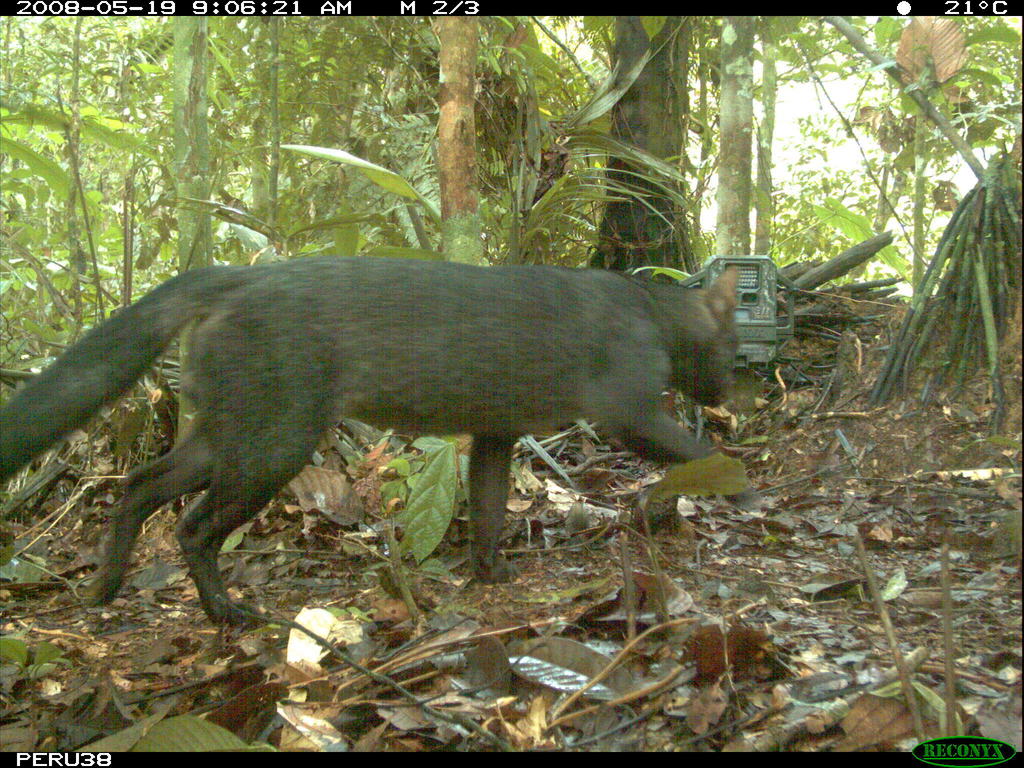 Short-eared Dog (Atelocynus microtis) - Know Your Mammals