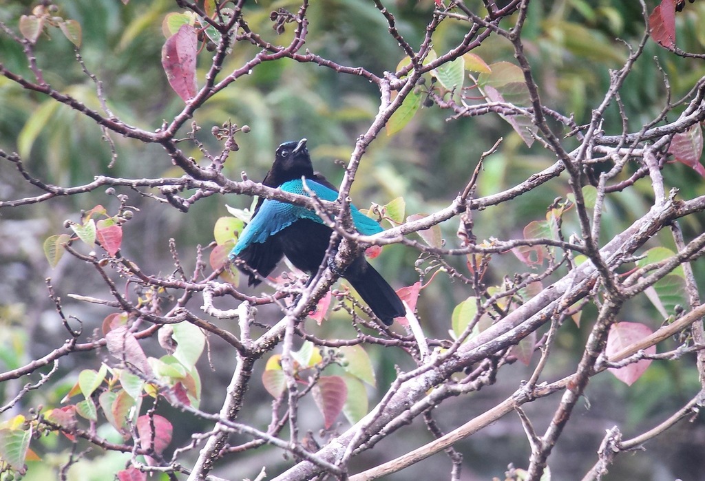 Greater Lophorina (Lophorina superba) - Avian Discovery