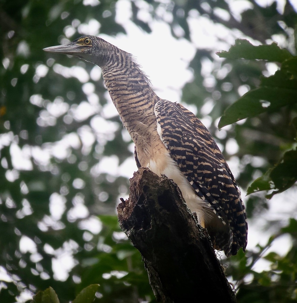 Forest Bittern in July 2018 by Jay VanderGaast · iNaturalist