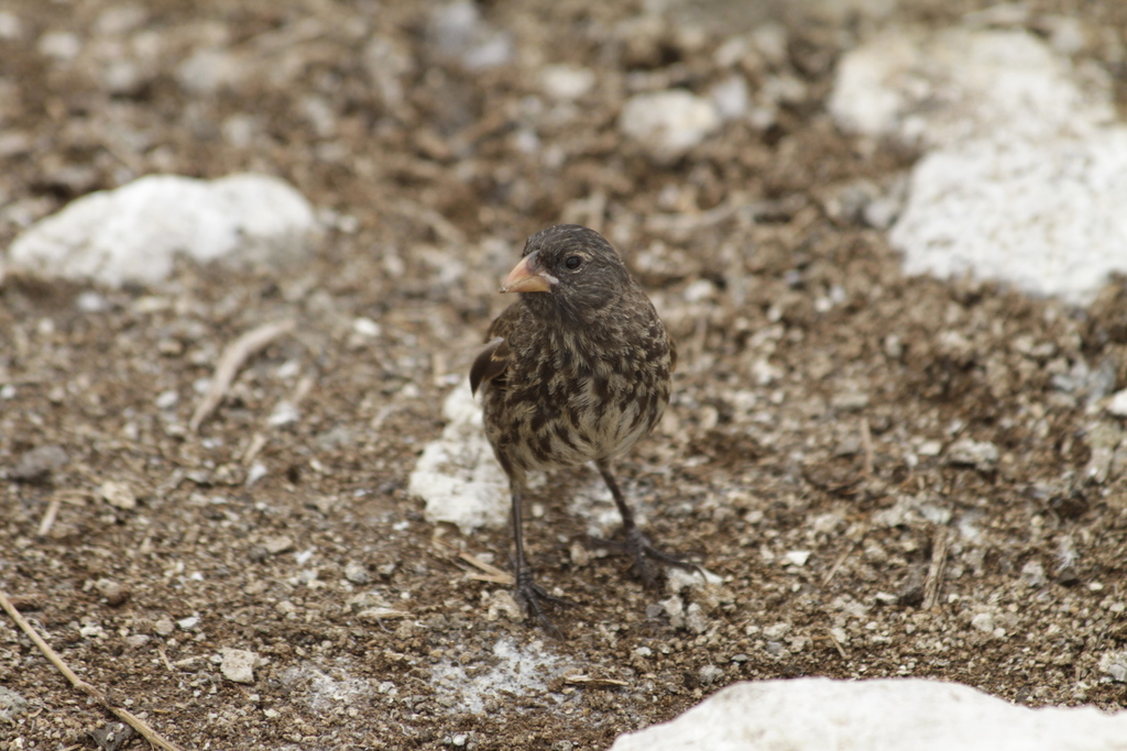 Vampire Ground-Finch (Geospiza septentrionalis) - Avian Discovery