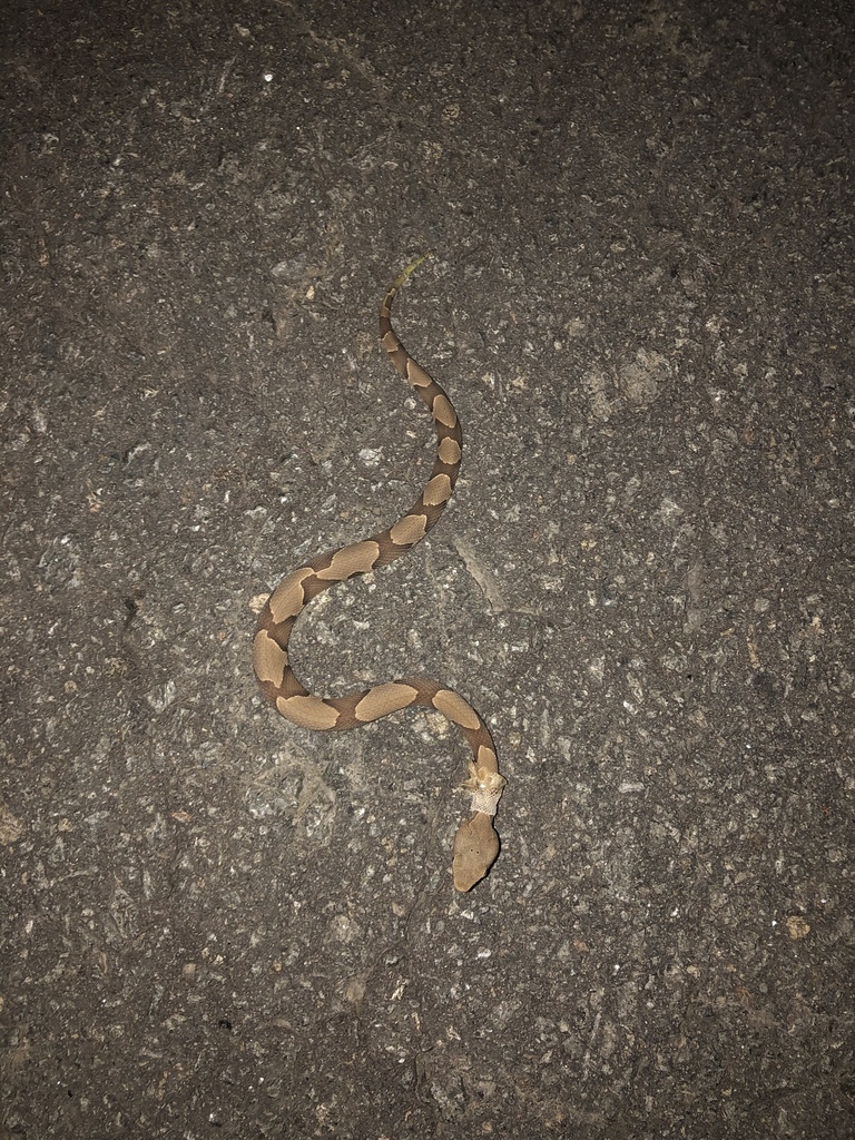 Eastern Copperhead in June 2020 by Neil Balchan. Small juvenile in ...