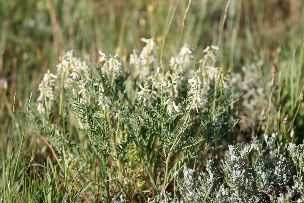 Two-grooved Milkvetch from Routt County, CO, USA on June 6, 2020 at 05: ...