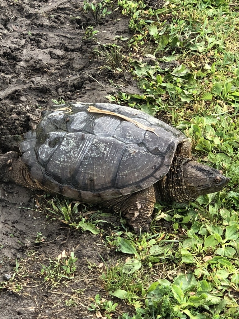Common Snapping Turtle from Millers Creek Trail, Ajax, ON, CA on June ...