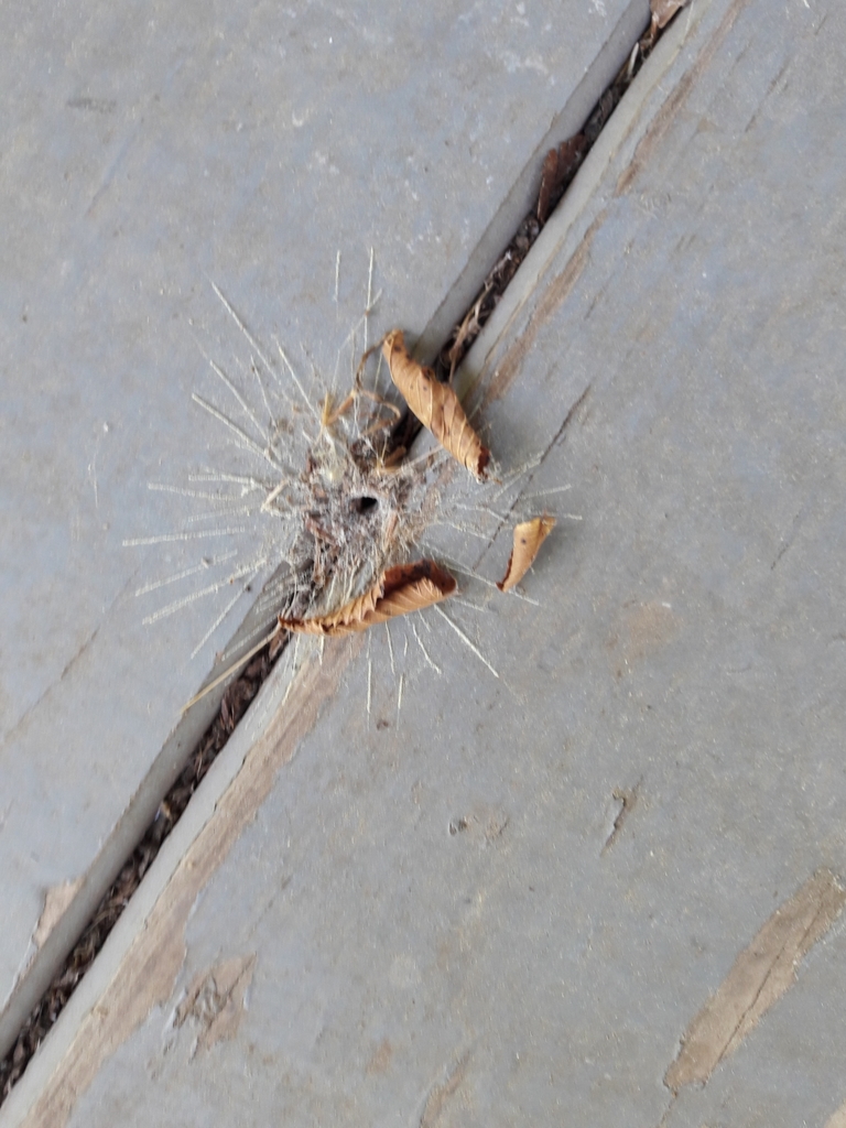 Haplogyne Spiders from Austin, TX 78726, USA on June 10, 2020 at 11:53 ...