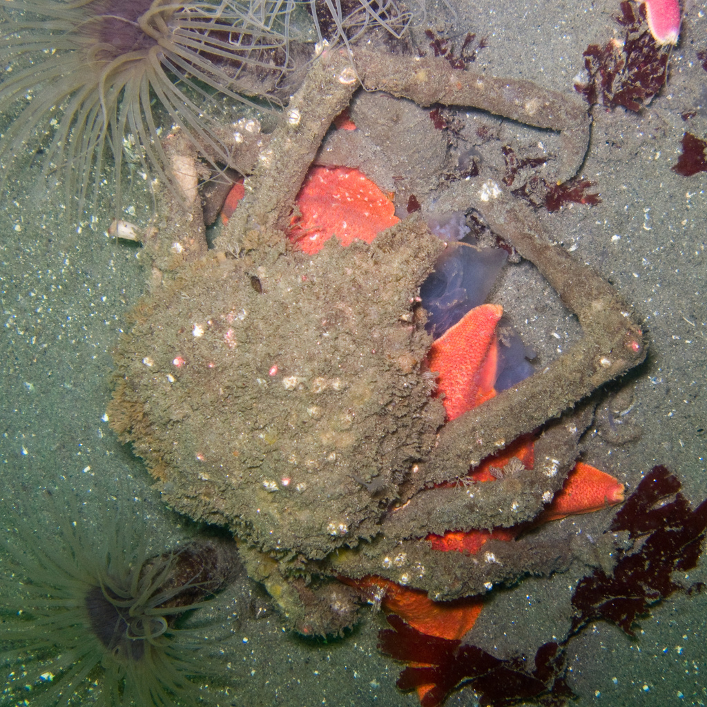 Sheep Crab (China Cove Organisms) · iNaturalist