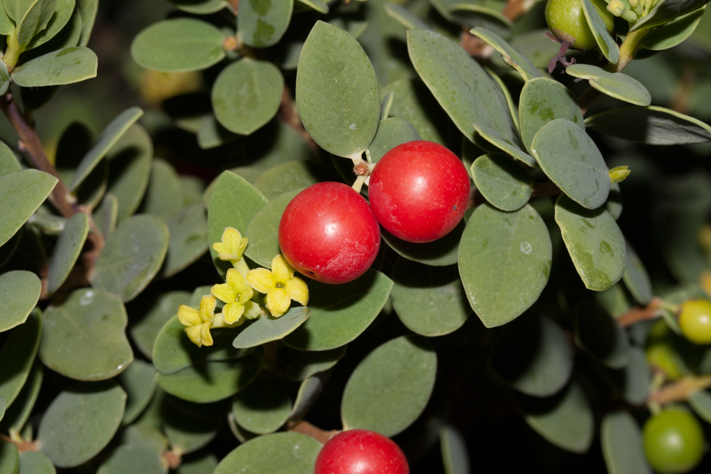 (Wikstroemia) - Botanical Realm