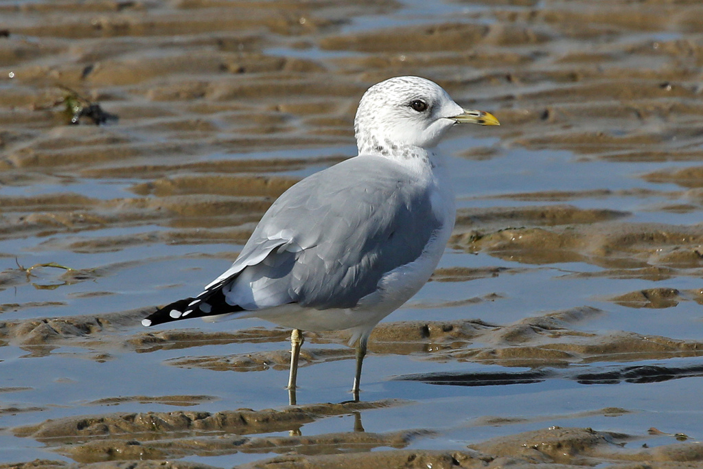 Common Gull from Merseyside, UK on September 20, 2016 at 02:29 PM by ...
