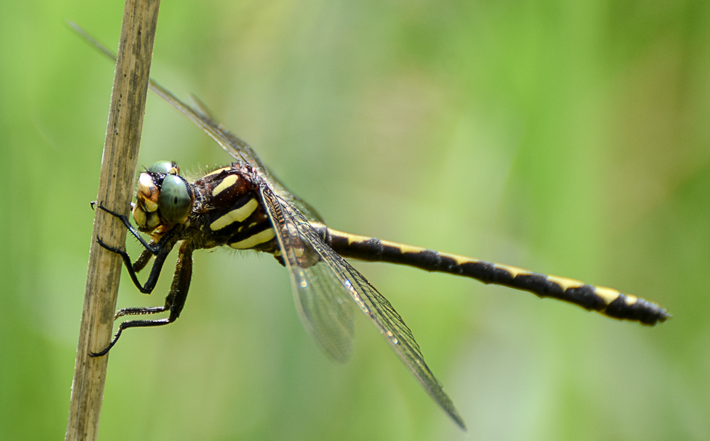 Arrowhead Spiketail in June 2020 by Emily L. Stanley · iNaturalist