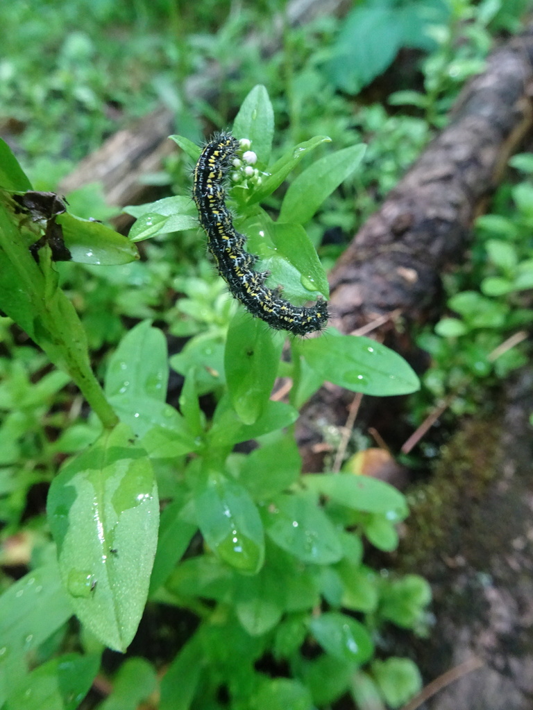 Haploa from Mississippi Mills, ON, Canada on June 10, 2020 at 02:11 PM ...