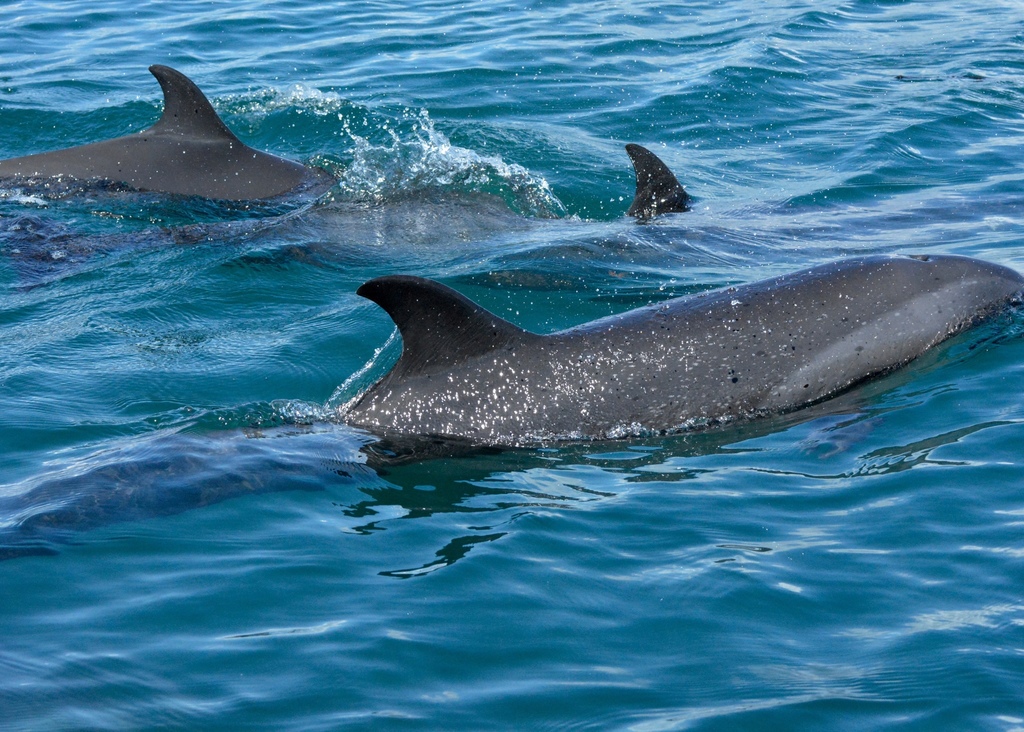 Pantropical Spotted Dolphin (Stenella attenuata) - Marine Life ...