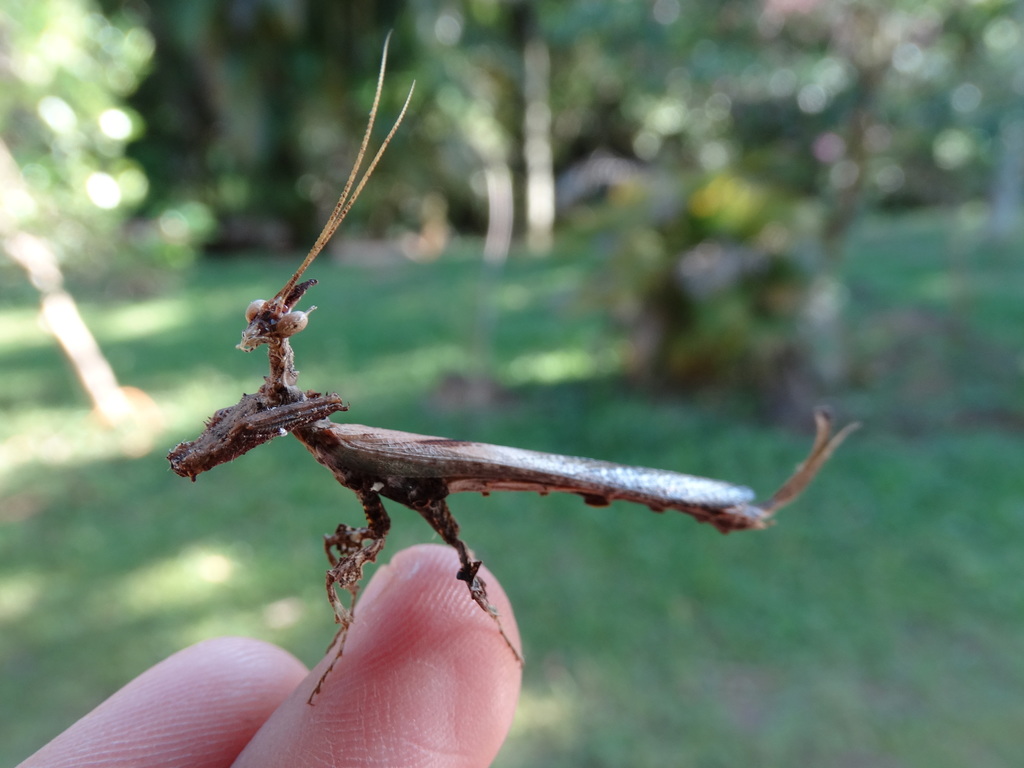Brazilian Dragon Mantis from Jundiaí - SP, Brasil on December 8, 2013 ...