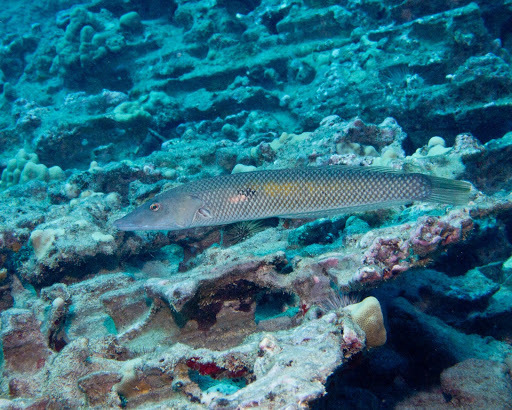 (Cheilio) - Marine Life Identification
